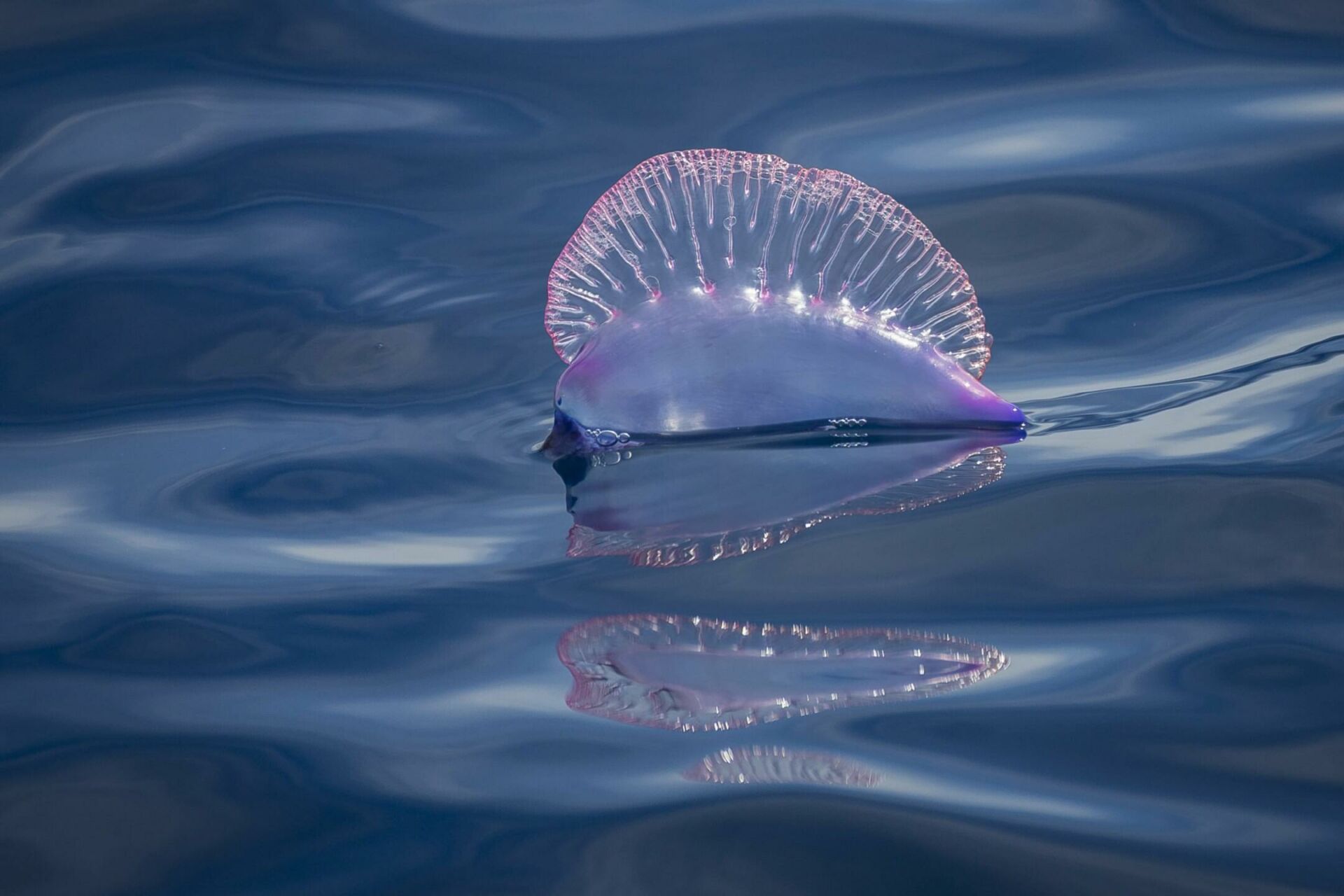 Les 15 animaux les plus étranges à voir dans d'autres pays