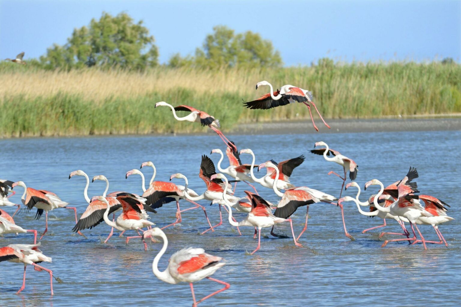 Camargue : Blog et Guide de voyage sur OKvoyage