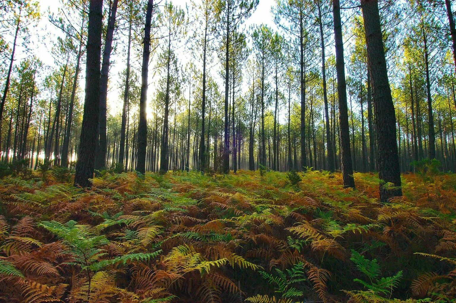 Les 20 paysages des Landes à voir ou à photographier absolument