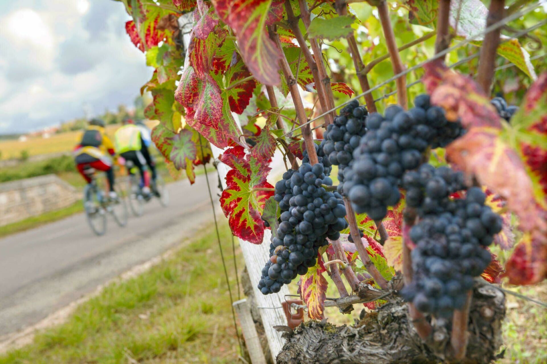 Routes des vins de Bourgogne : 6 itinéraires à parcourir