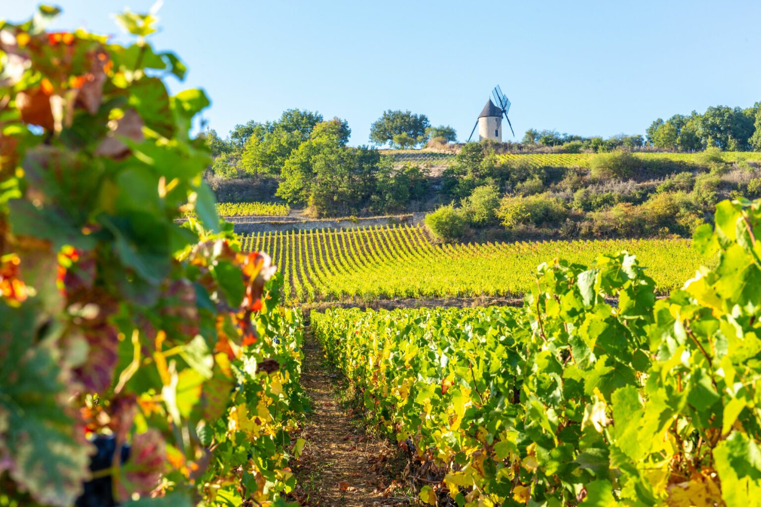 Routes des vins de Bourgogne : 6 itinéraires à parcourir