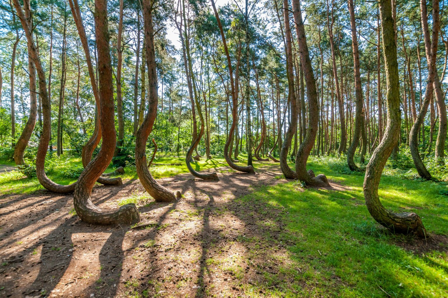 Découvrez 20 fabuleux paysages de forêts à travers le monde